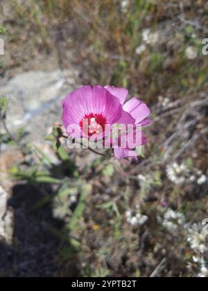 fringed checkerbloom (Sidalcea diploscypha Stock Photo - Alamy