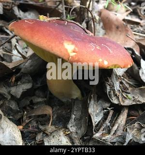 Golden Gilled Bolete (Phylloporus rhodoxanthus) Fungi Stock Photo - Alamy