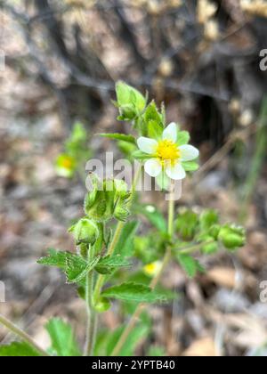 sticky cinquefoil (Drymocallis glandulosa Stock Photo - Alamy