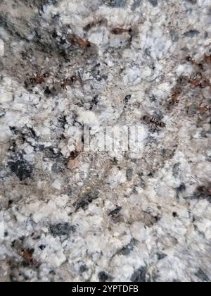 Western Velvety Tree Ant (Liometopum occidentale Stock Photo - Alamy