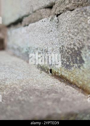 Apple Wood Stainer (Monarthrum mali Stock Photo - Alamy