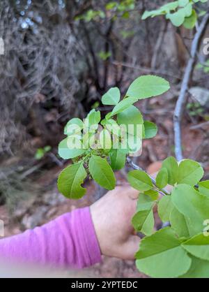 single-leaf ash (Fraxinus anomala) Plantae Stock Photo - Alamy