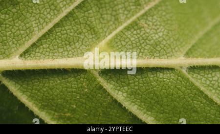 Elm Finger Gall Mite (Aceria parulmi Stock Photo - Alamy