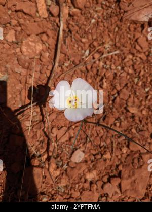 The Winding Mariposa Lily (Calochortus flexuosus) is a rare species ...