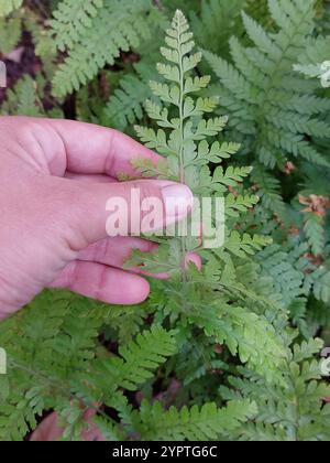rigid lace fern (Microlepia setosa Stock Photo - Alamy