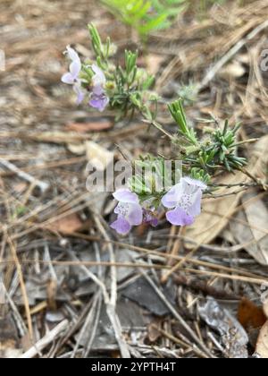 False Rosemary (Conradina canescens Stock Photo - Alamy
