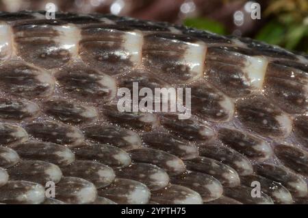 Unicolor File Snake (Limaformosa chanleri Stock Photo - Alamy