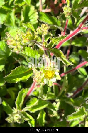 sticky cinquefoil (Drymocallis glandulosa Stock Photo - Alamy