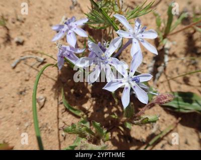 Pleated Kabong (Lapeirousia plicata plicata Stock Photo - Alamy