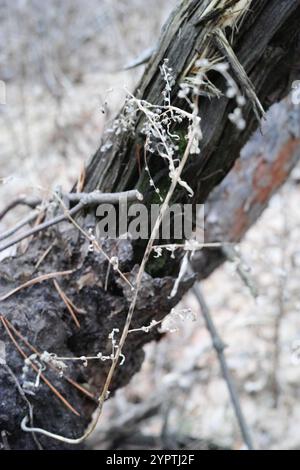 saltbush subfamily (Chenopodioideae Stock Photo - Alamy