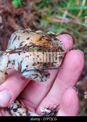 elegant blue webcap (Cortinarius rotundisporus) Fungi Stock Photo - Alamy