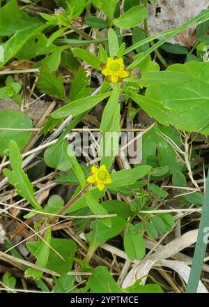 rock buttercup (Ranunculus micranthus Stock Photo - Alamy