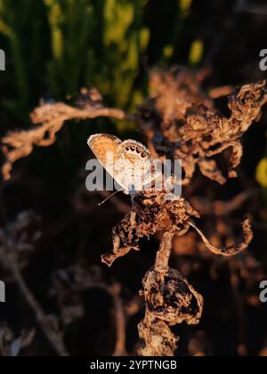 Western Pygmy-Blue (Brephidium exilis Stock Photo - Alamy