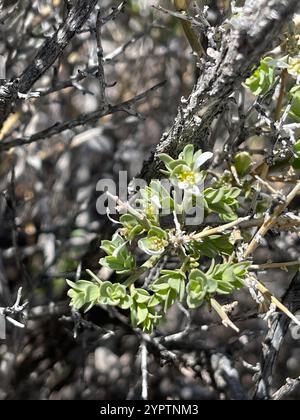 Spiny Greasebush (Glossopetalon spinescens Stock Photo - Alamy