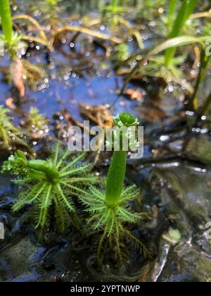 Featherfoil (Hottonia inflata Stock Photo - Alamy