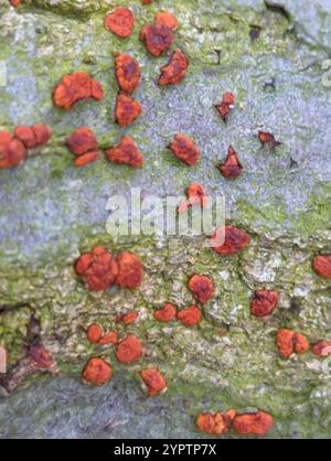 orange hobnail canker (Amphilogia gyrosa Stock Photo - Alamy