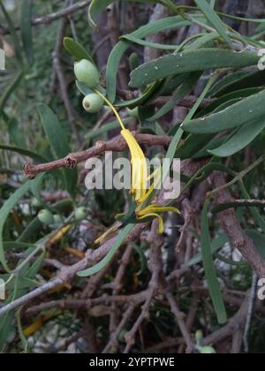 Harlequin Mistletoe (Lysiana exocarpi Stock Photo - Alamy