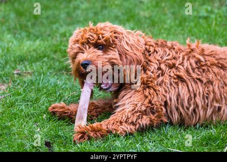 Cavapoo puppy (7months old) eating a bone Stock Photo - Alamy