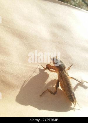 Southern Mole Cricket (Neoscapteriscus borellii Stock Photo - Alamy