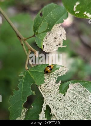 Skeletonizing Leaf and Flea Beetles (Galerucinae) Insecta Stock Photo ...