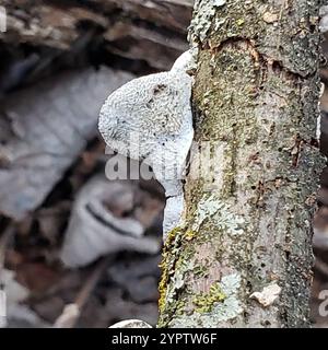 little nest polypore (Trametes conchifer) Fungi Stock Photo - Alamy