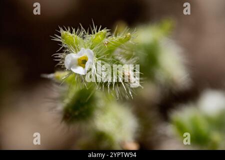 New Mexico Cryptantha (Johnstonella albida Stock Photo - Alamy