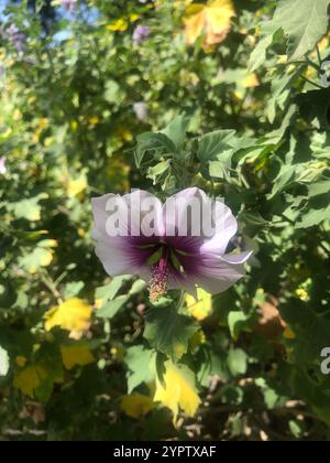 Sea Mallow (Malva subovata Stock Photo - Alamy