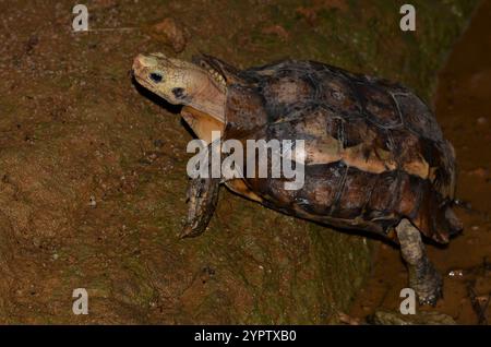 Eroded Hingeback Tortoise (Kinixys erosa) on forest floor, Tai National ...