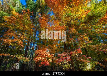Colorful Wisconsin forest in early October, horizontal Stock Photo - Alamy