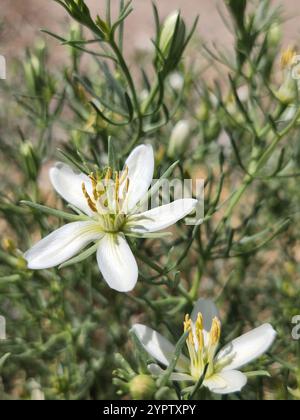 harmel (Peganum harmala Stock Photo - Alamy