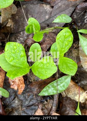 Running Strawberry-bush (Euonymus obovatus Stock Photo - Alamy