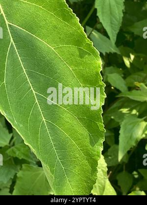 Opposite Leaf Fig (Ficus hispida Stock Photo - Alamy