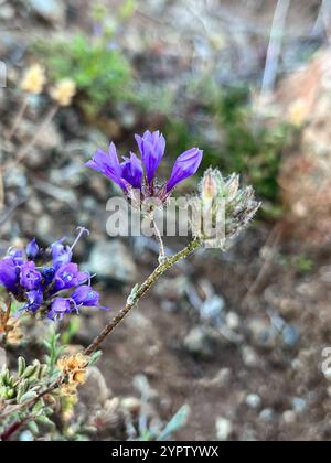 (Gilia achilleifolia achilleifolia Stock Photo - Alamy