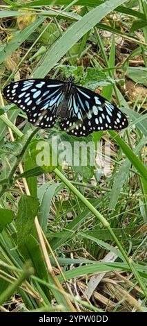 Blue Wanderer (Tirumala hamata Stock Photo - Alamy