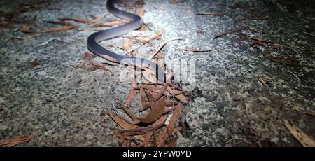 Slaty-grey snake (Stegonotus australis Stock Photo - Alamy