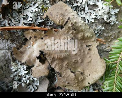 Pennsylvania Toadskin Lichen (Lasallia pensylvanica) Fungi Stock Photo ...