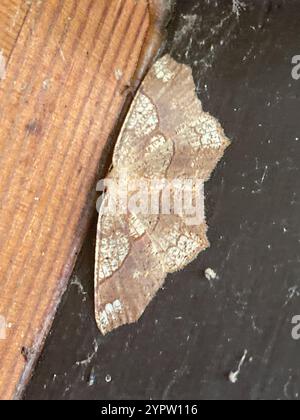 Oak Besma Moth (Besma quercivoraria Stock Photo - Alamy