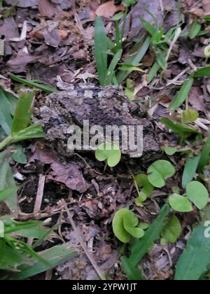 Holarctic Treefrogs (Hyla Stock Photo - Alamy