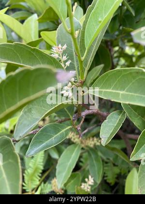 Formosan Sweetspire (Itea oldhamii Stock Photo - Alamy