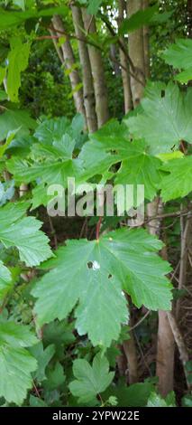 Maple gall wasp (Pediaspis aceris Stock Photo - Alamy