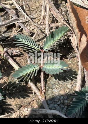 Tropical puff (Neptunia pubescens Stock Photo - Alamy