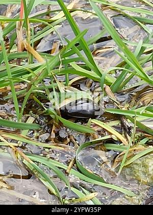 Giant Water Scavenger Beetles (Hydrophilus Stock Photo - Alamy