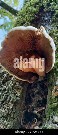 Tawaka (Cyclocybe parasitica Stock Photo - Alamy