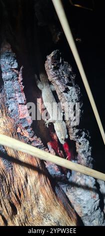 Western Top End Dtella (Gehyra australis), Reptilia, Northern Territory ...