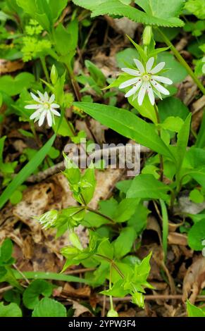 Tennessee Starwort (Stellaria corei Stock Photo - Alamy