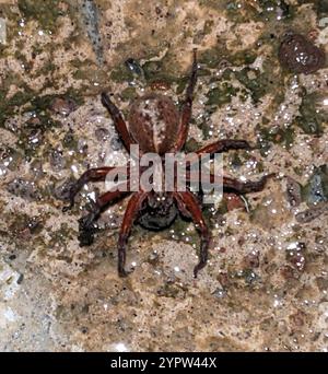 Wolf Spiders and Allies (Lycosoidea Stock Photo - Alamy