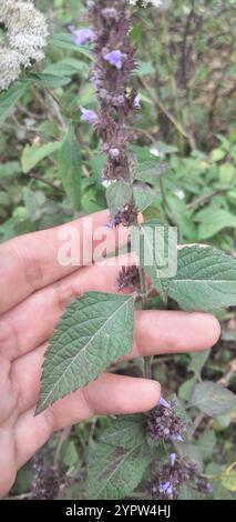 Tropical Bushmint (Hyptis mutabilis Stock Photo - Alamy