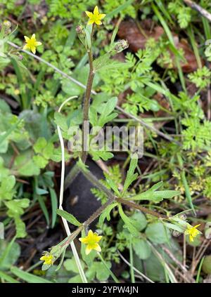 rock buttercup (Ranunculus micranthus Stock Photo - Alamy