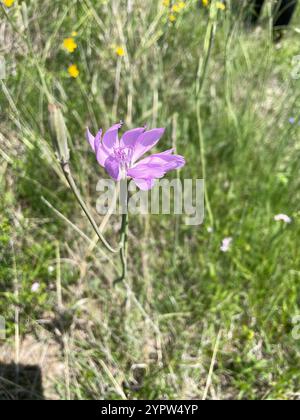 Texas Skeleton Plant (Lygodesmia texana Stock Photo - Alamy
