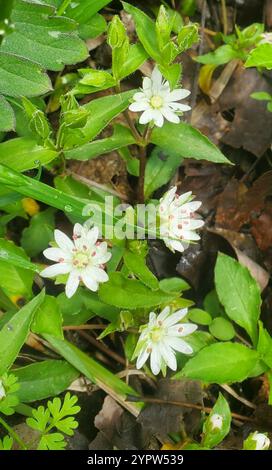 Tennessee Starwort (Stellaria corei Stock Photo - Alamy